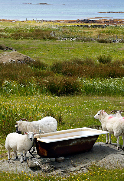Sheep bathing facilities, Galway, Ireland